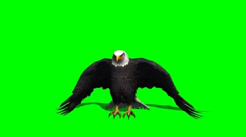 eagle fly landing 1 - green screen | Stock Video | Pond5
