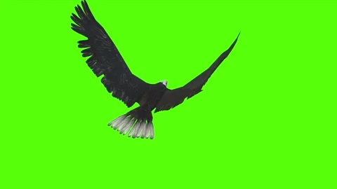 Eagle Flying Green Screen Animation and ... | Stock Video | Pond5