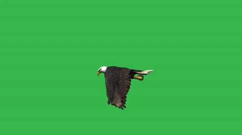 eagle flying - green screen | Stock Video | Pond5