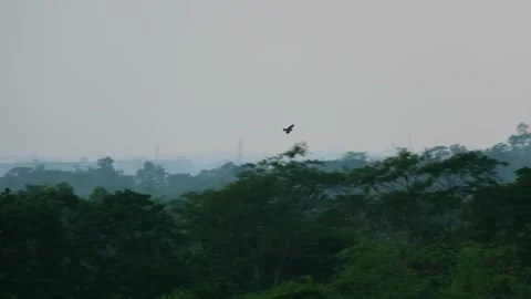 Eagle Flying Over The Amazon Rainforest ... | Stock Video | Pond5