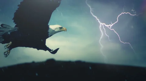 Lightning Bird Stock Footage ~ Royalty Free Stock Videos | Pond5