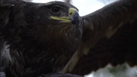 Eagle Face On Stock Videos – Royalty-Free HD & 4K Videos | Pond5
