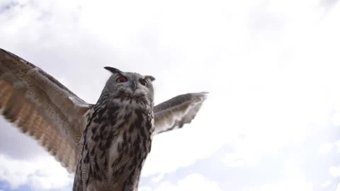 Eagle owl with negative space flapping i... | Stock Video | Pond5