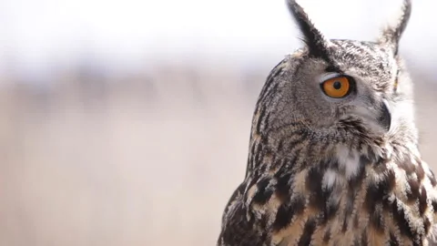 Eagle owl with negative space turning he... | Stock Video | Pond5