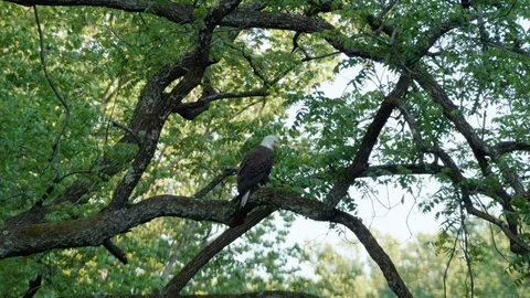 Eagle on tree branch cleaning its wings,... | Stock Video | Pond5