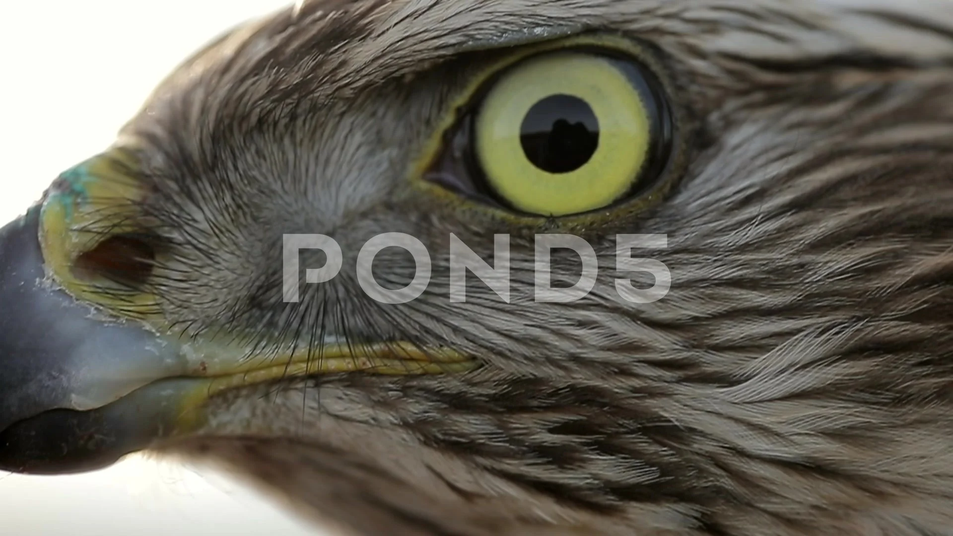 Golden Eagle Eyes