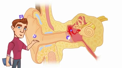Ear Anatomy - Vector Cartoon - White Ba... | Stock Video | Pond5