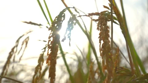 Ear rice in rice field on sunny sky back... | Stock Video | Pond5