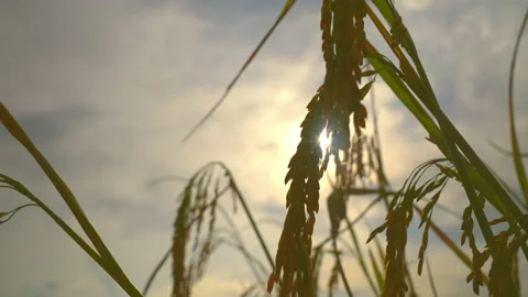 Ear rice in rice field on sunny sky back... | Stock Video | Pond5