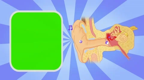 Ear - Vector Animation - Human Body - Su... | Stock Video | Pond5