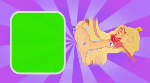 Ear - Vector Animation - Human Body - Su... | Stock Video | Pond5