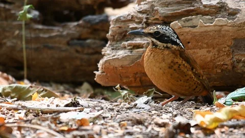 Eared Pitta, Hydrornis phayrei; standing... | Stock Video | Pond5