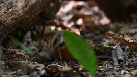 Eared Pitta, Hydrornis phayrei, Thailand... | Stock Video | Pond5