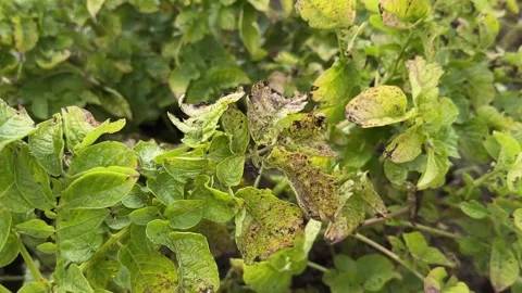 Early blight disease on potato crops | Stock Video | Pond5