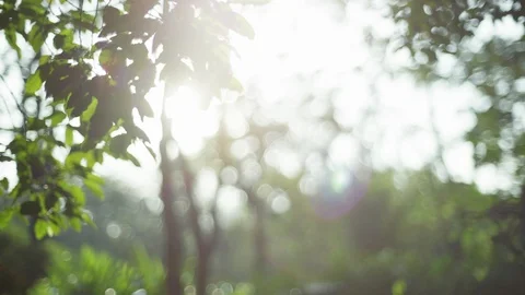 Morning Sun But Stock Videos – Royalty-Free HD & 4K Videos | Pond5