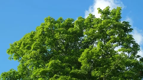 Early summer maple tree with fresh green... | Stock Video | Pond5