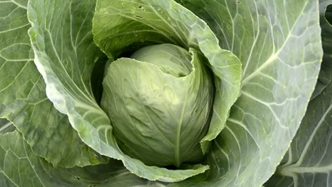 Early white cabbage. A head of young cab... | Stock Video | Pond5