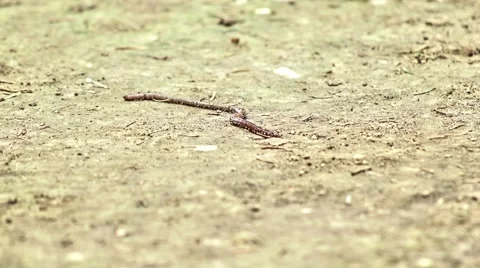 Worm From Earth Stock Video Footage | Royalty Free Worm From Earth ...