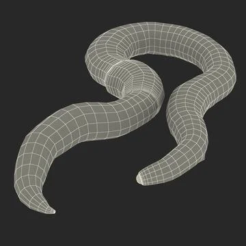 Earth Worm Rigged for Cinema 4D ~ 3D Model #91028548 | Pond5
