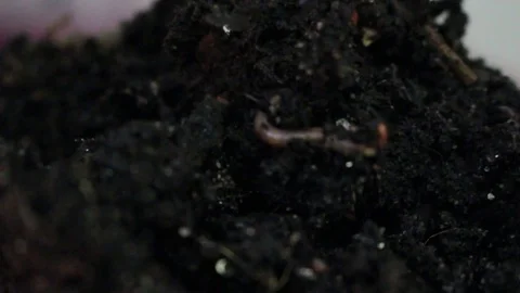 Worm From Earth Stock Video Footage | Royalty Free Worm From Earth ...