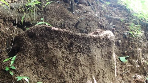 Earthen ants built an cylindrical anthil... | Stock Video | Pond5