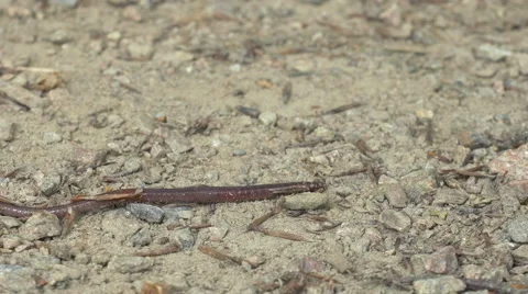 Earthworm Closeup Timelapse 4k Nature Cu... | Stock Video | Pond5