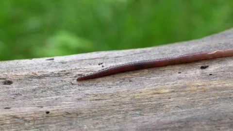 Earthworm Stock Videos – Royalty-Free HD & 4K Videos | Pond5