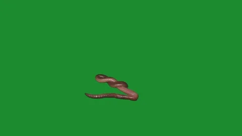 earthworm on green screen | Stock Video | Pond5