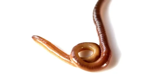 Earthworm on White Background in 4K - C... | Stock Video | Pond5