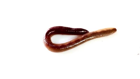 Earthworm on White Background in 4K - C... | Stock Video | Pond5