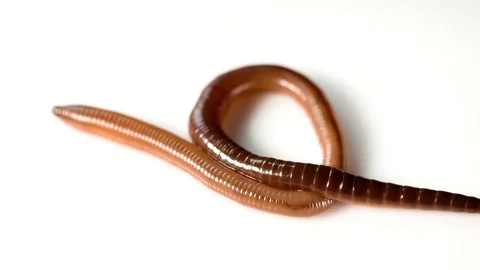 Earthworm on White Background in 4K - C... | Stock Video | Pond5