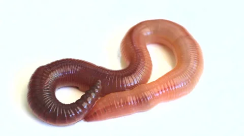 Earthworm on a white background | Stock Video | Pond5
