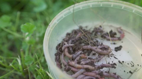 Earthworms in a jar. Red worms in a box ... | Stock Video | Pond5
