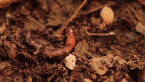 Earthworms in the soil. Worms used in th... | Stock Video | Pond5
