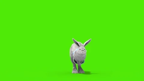 Easter Bunny Green Screen Runs Front 3D ... | Stock Video | Pond5