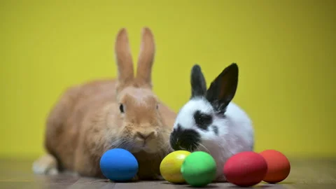easter bunny rabbits sits near colorful ... | Stock Video | Pond5