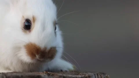 Sniffing The Wind Stock Videos – Royalty-Free HD & 4K Videos | Pond5