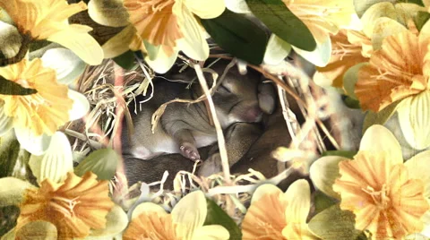 Hole Baby Video Stock Videos – Royalty-Free HD & 4K Videos