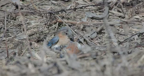 Bluebirds Stock Video Footage | Royalty Free Bluebirds Videos | Pond5