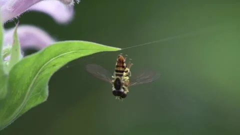 Mating In The Wild Stock Footage ~ Royalty Free Stock Videos | Pond5