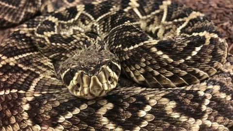 Eastern Diamondback Rattlesnake Stock Footage ~ Royalty Free Stock ...