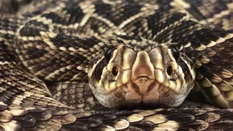 Eastern Diamondback Rattlesnake Stock Footage ~ Royalty Free Stock ...
