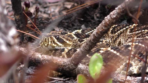 Eastern Diamondback Rattlesnake Stock Footage ~ Royalty Free Stock ...