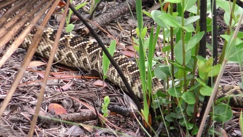Eastern Diamondback Rattlesnake Stock Footage ~ Royalty Free Stock ...