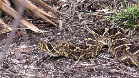 Eastern Diamondback Rattlesnake Stock Footage ~ Royalty Free Stock ...