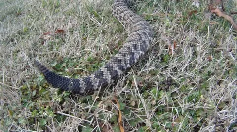 Eastern Diamondback Rattlesnake Stock Footage ~ Royalty Free Stock ...