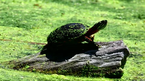 Eastern Painted Turtle yawning | Stock Video | Pond5