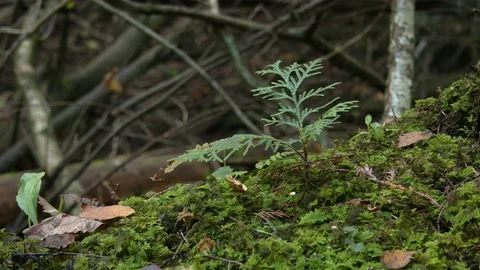 Sapling Stock Video Footage | Royalty Free Sapling Videos | Pond5