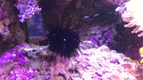 Echinoidea Stock Video Footage | Royalty Free Echinoidea Videos | Pond5