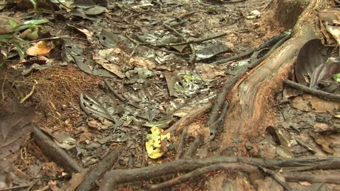 Eciton Army Ant Colony Many Ants Walking... | Stock Video | Pond5